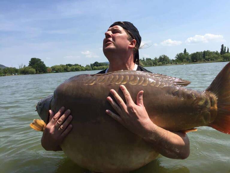 Nouveau Record Du Monde : Carpe Miroir De 47,6 Kgs | Colinmaire.net