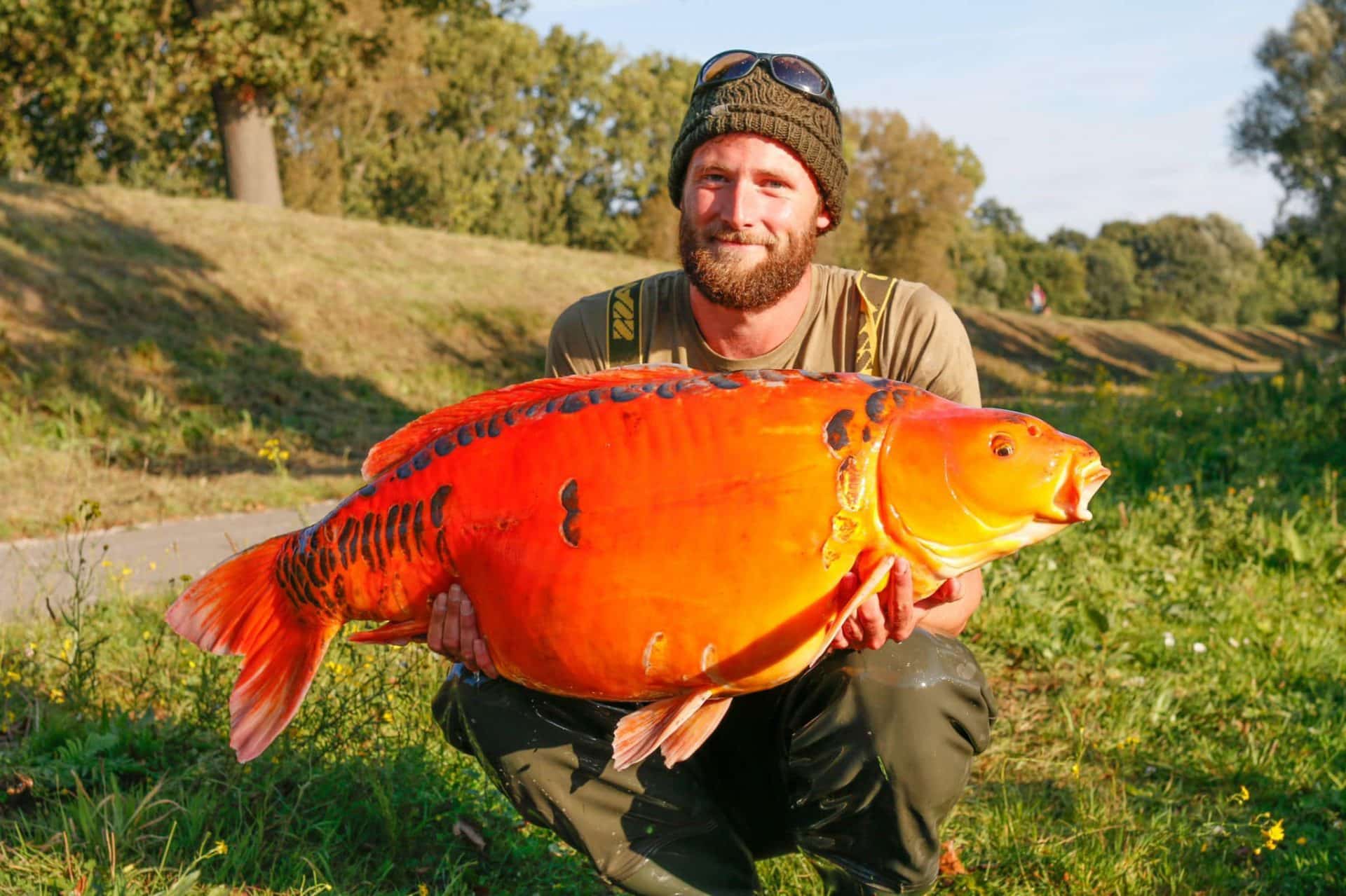 Nemo, La Carpe Koi La Plus Connue De Belgique, Est Morte ! | Colinmaire.net